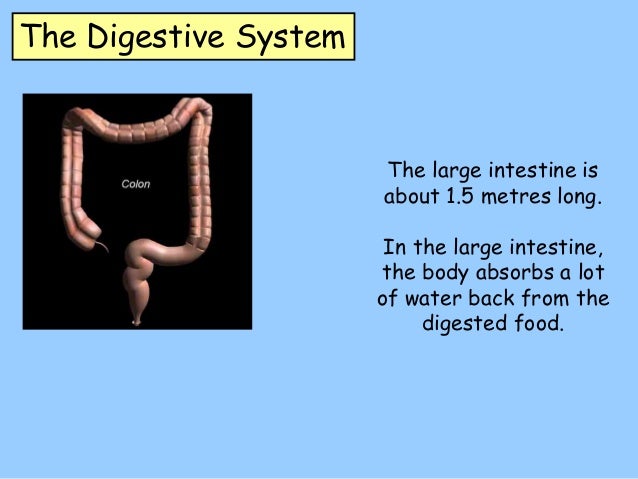 digestive system.ppt