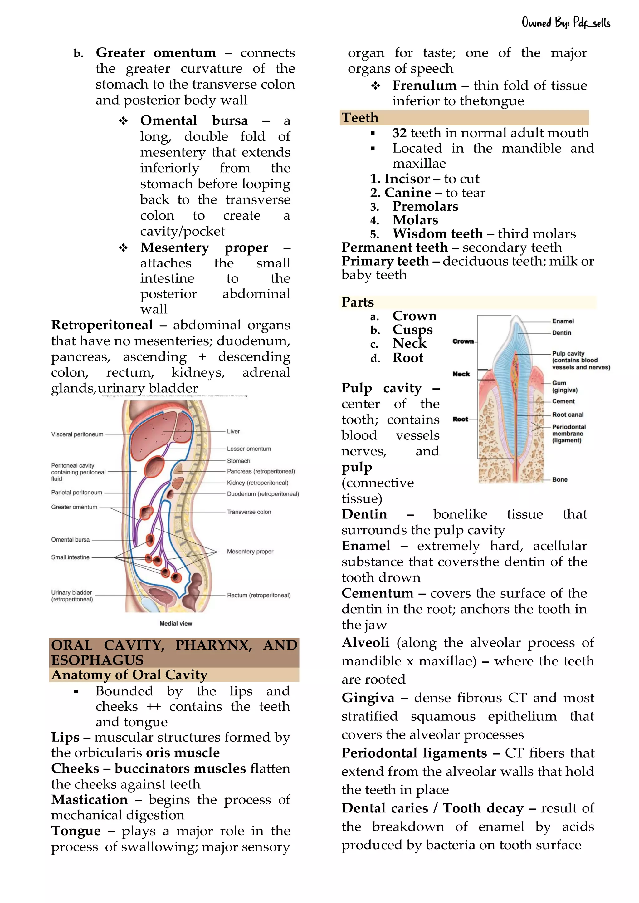 DIGESTIVE SYSTEM.pdf