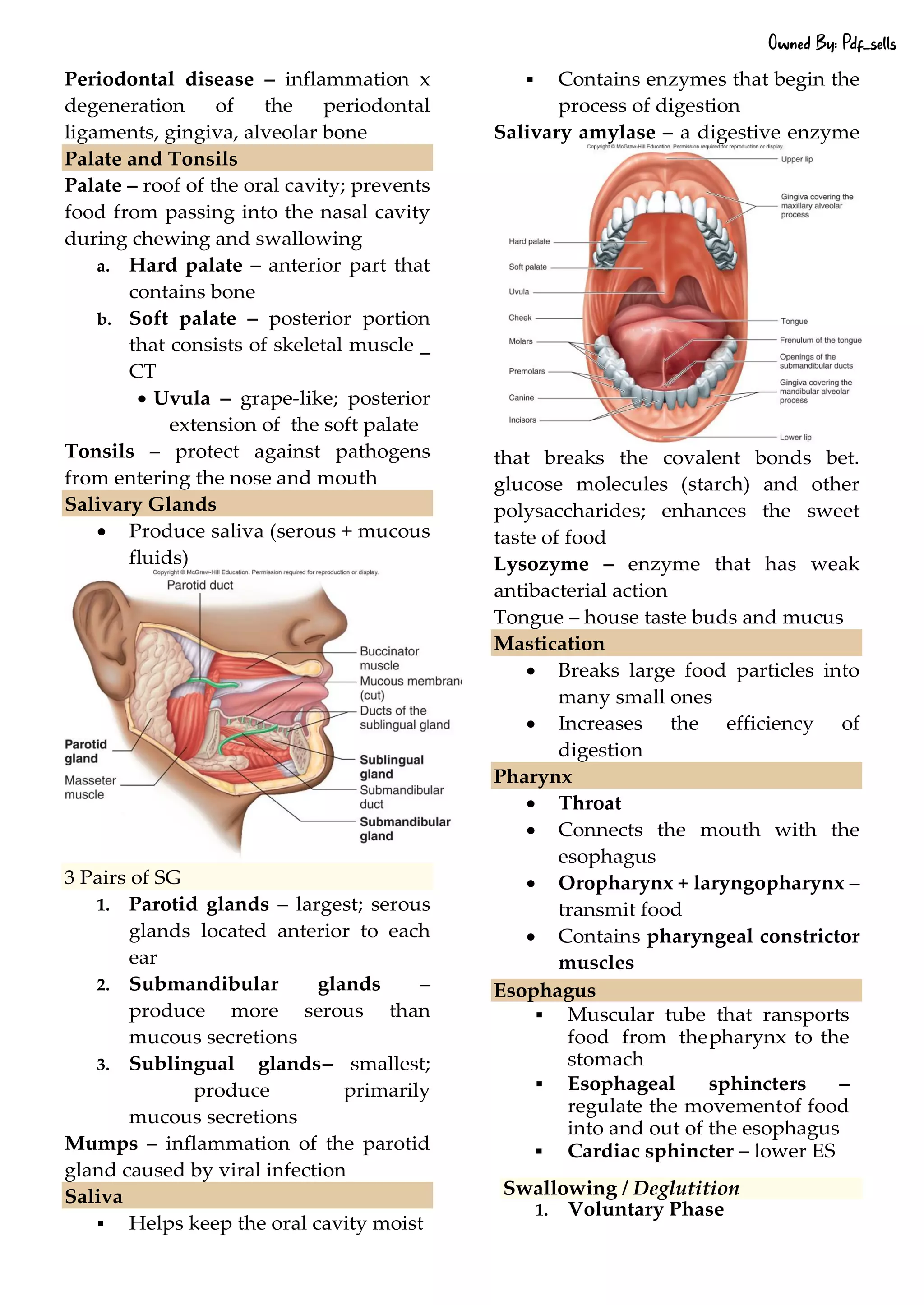 DIGESTIVE SYSTEM.pdf