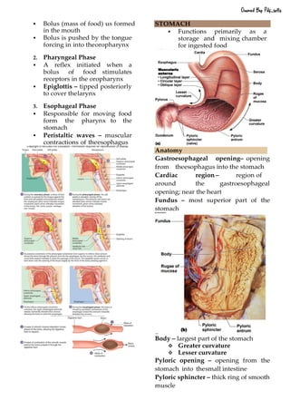 DIGESTIVE SYSTEM.pdf | Dental Health | Diseases and Conditions
