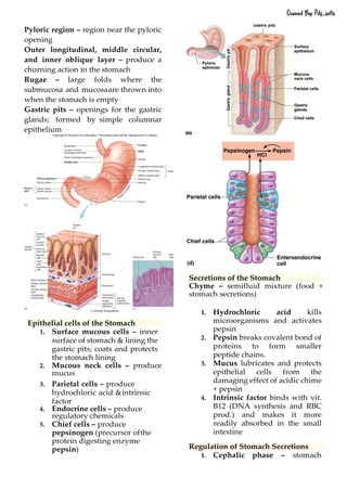 DIGESTIVE SYSTEM.pdf | Dental Health | Diseases and Conditions