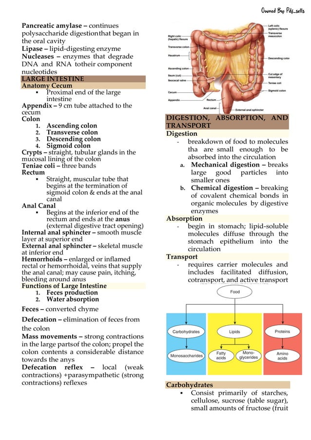 DIGESTIVE SYSTEM.pdf | Dental Health | Diseases and Conditions