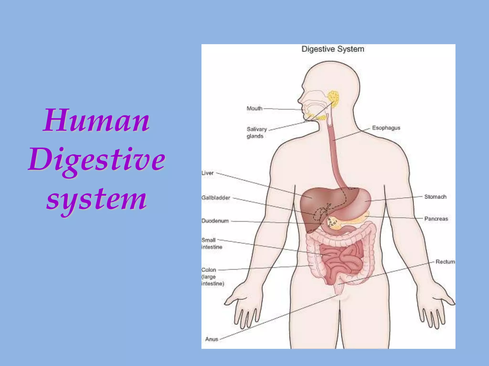 Digestive System.pptx