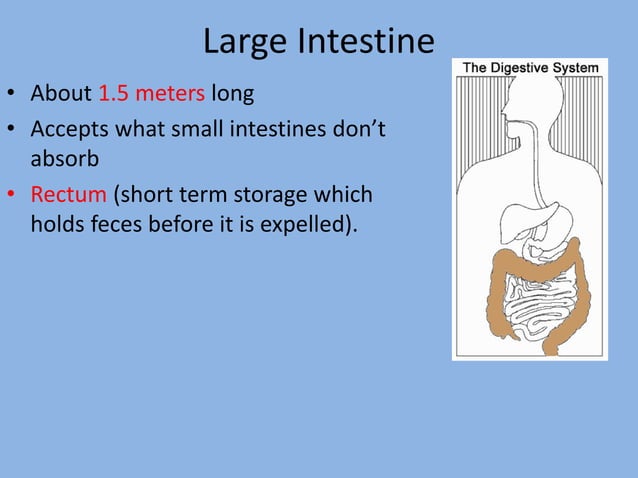 Digestive System.pptx