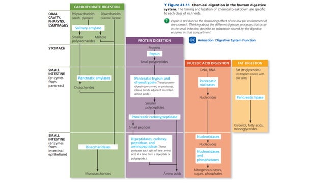 digestive system.pdf