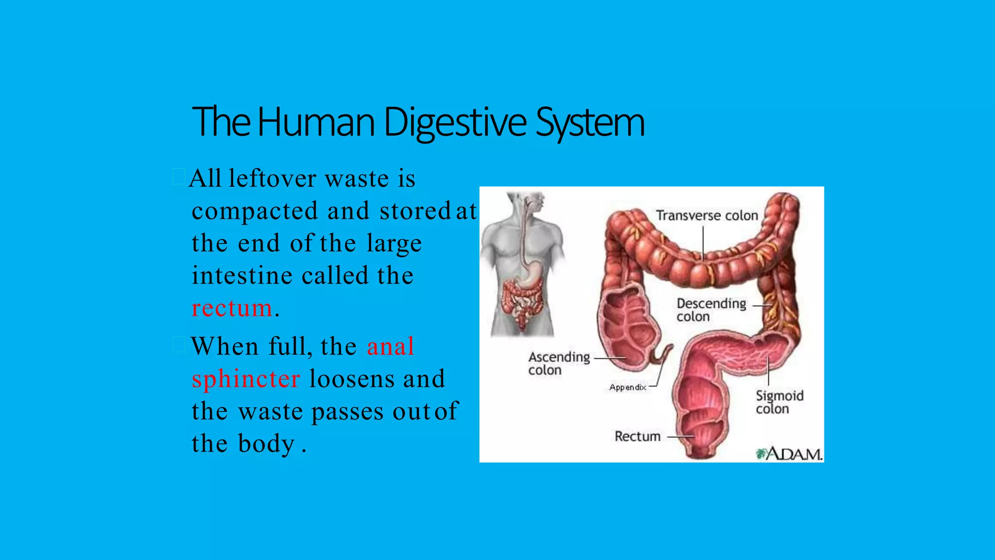 Digestive System.pptx