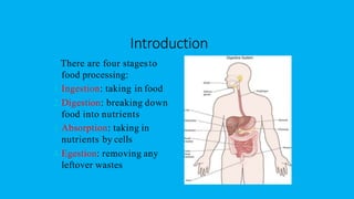 Digestive System.pptx