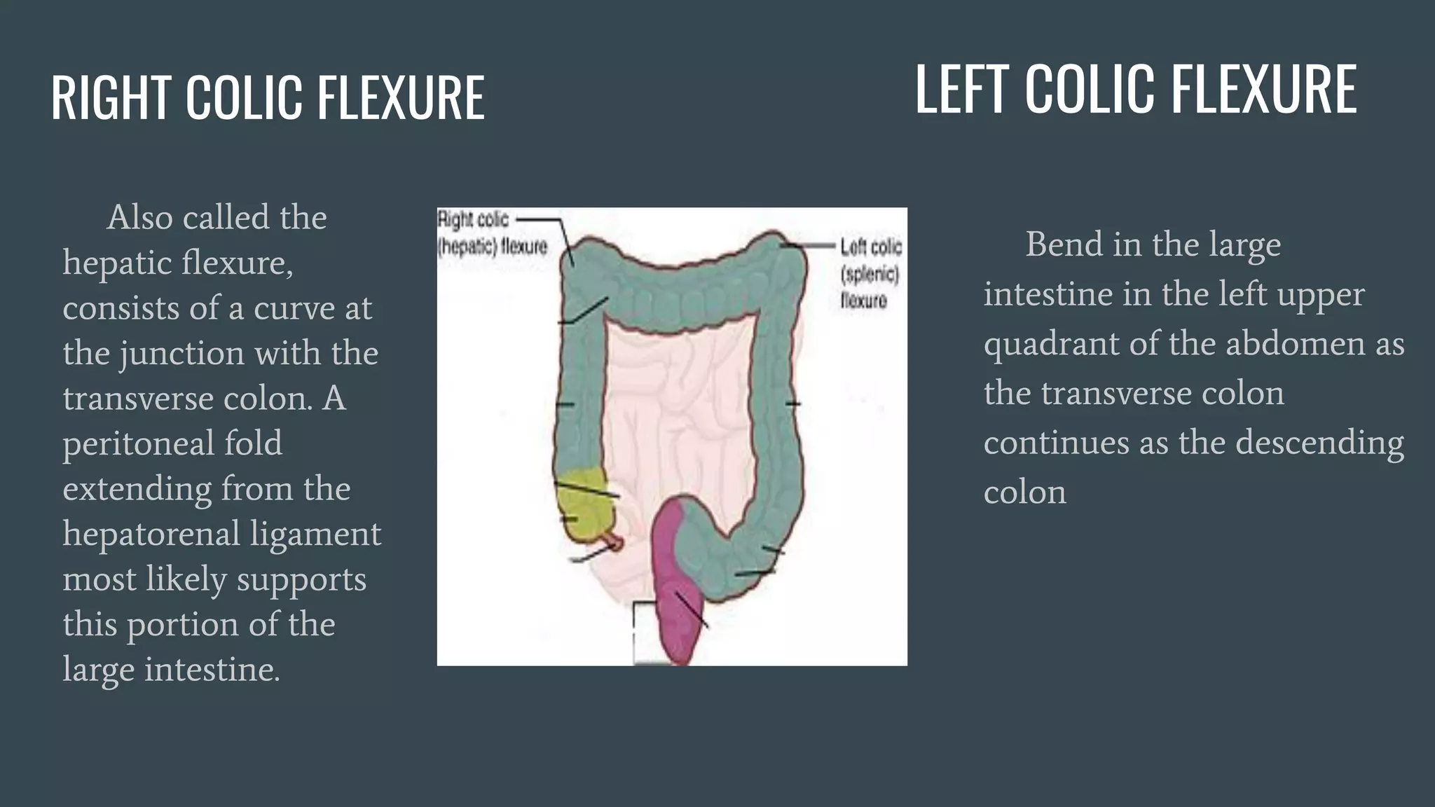 DIGESTIVE SYSTEM.pdf