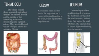 DIGESTIVE SYSTEM.pdf