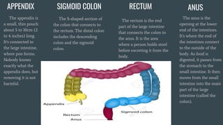 DIGESTIVE SYSTEM.pdf