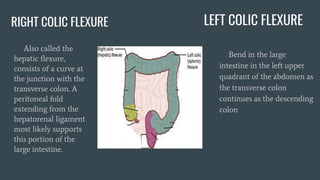 DIGESTIVE SYSTEM.pdf