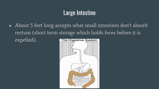 DIGESTIVE SYSTEM.pptx