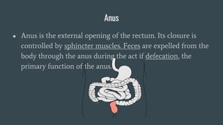 DIGESTIVE SYSTEM.pptx