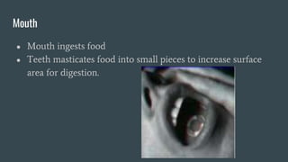 DIGESTIVE SYSTEM.pptx