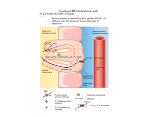 Digestive system.CLASS1 physiology.pptx
