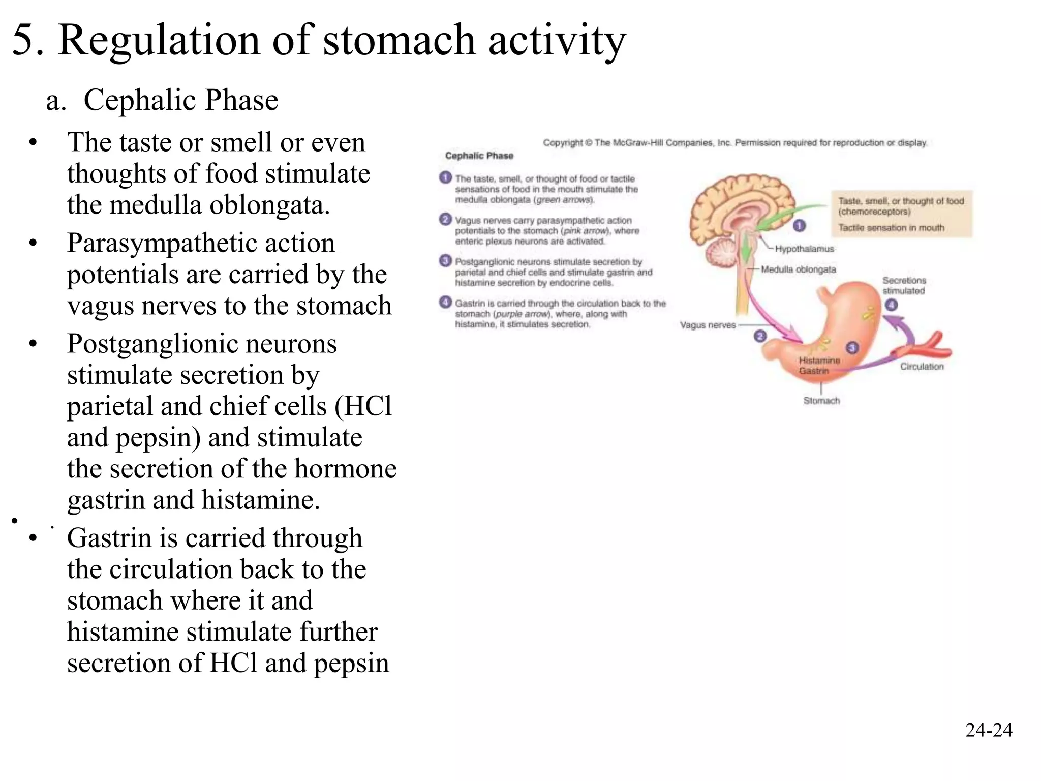 Digestive system.ppt
