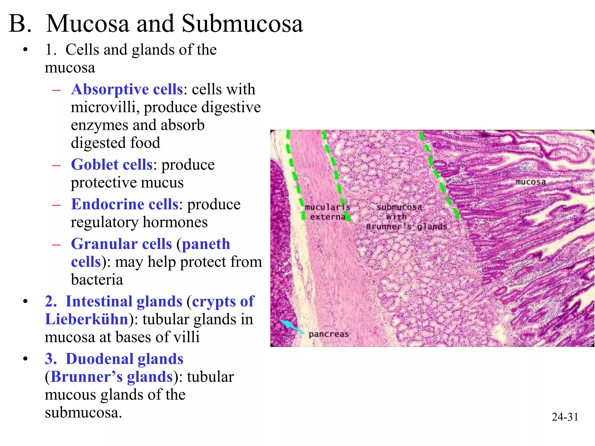 Digestive system.ppt