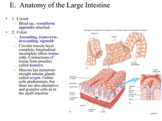Digestive system.ppt