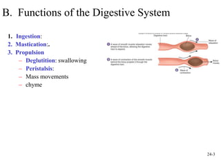 Digestive system.ppt