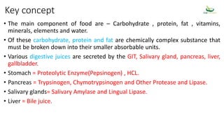 digestive system.pptx