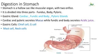 digestive system.pptx