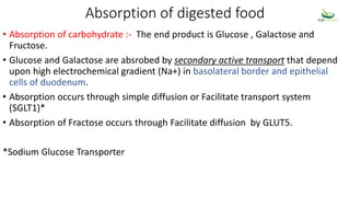 digestive system.pptx