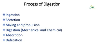 digestive system.pptx