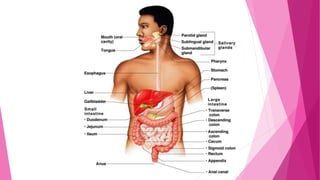 digestive system.pptx