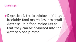 digestive system.pptx