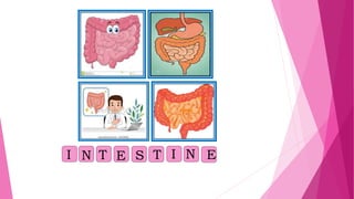 digestive system.pptx