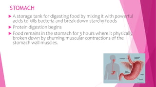 digestive system.pptx
