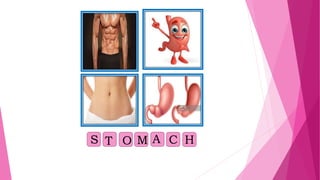 digestive system.pptx