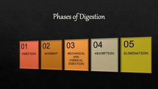 Digestive System.pptx