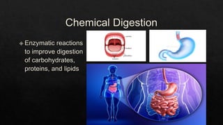 Digestive System.pptx