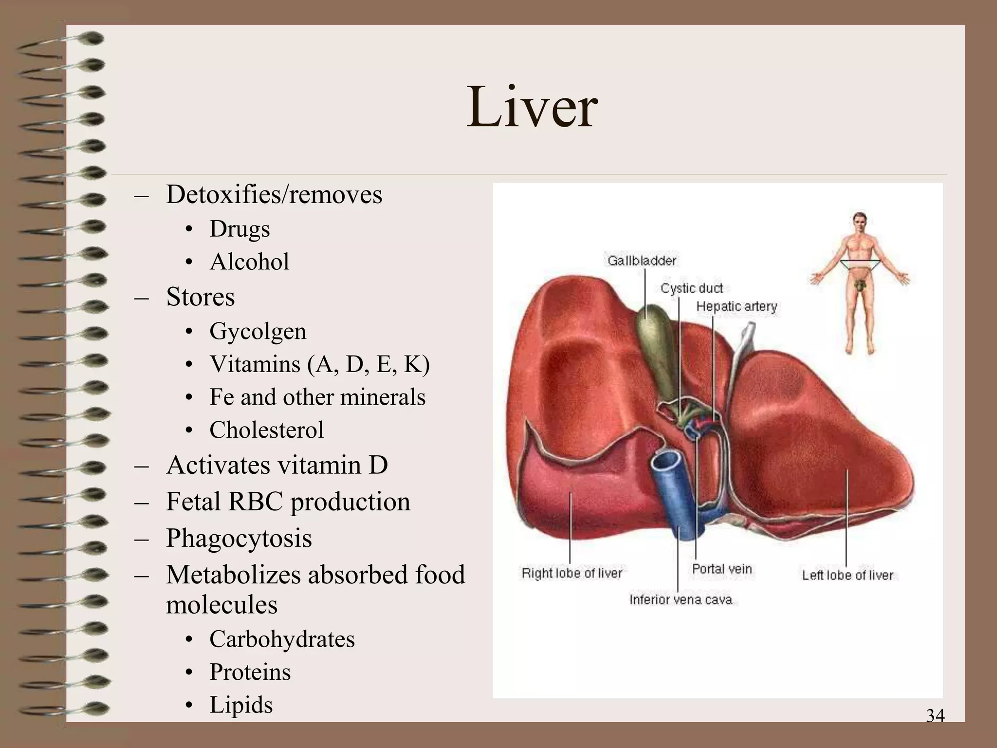 digestivesystem.ppt