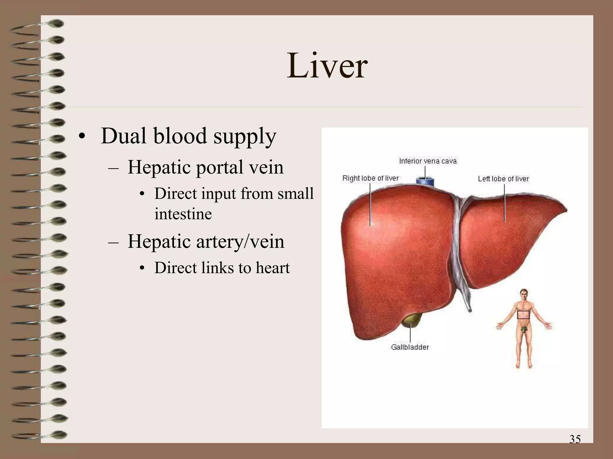 digestivesystem.ppt