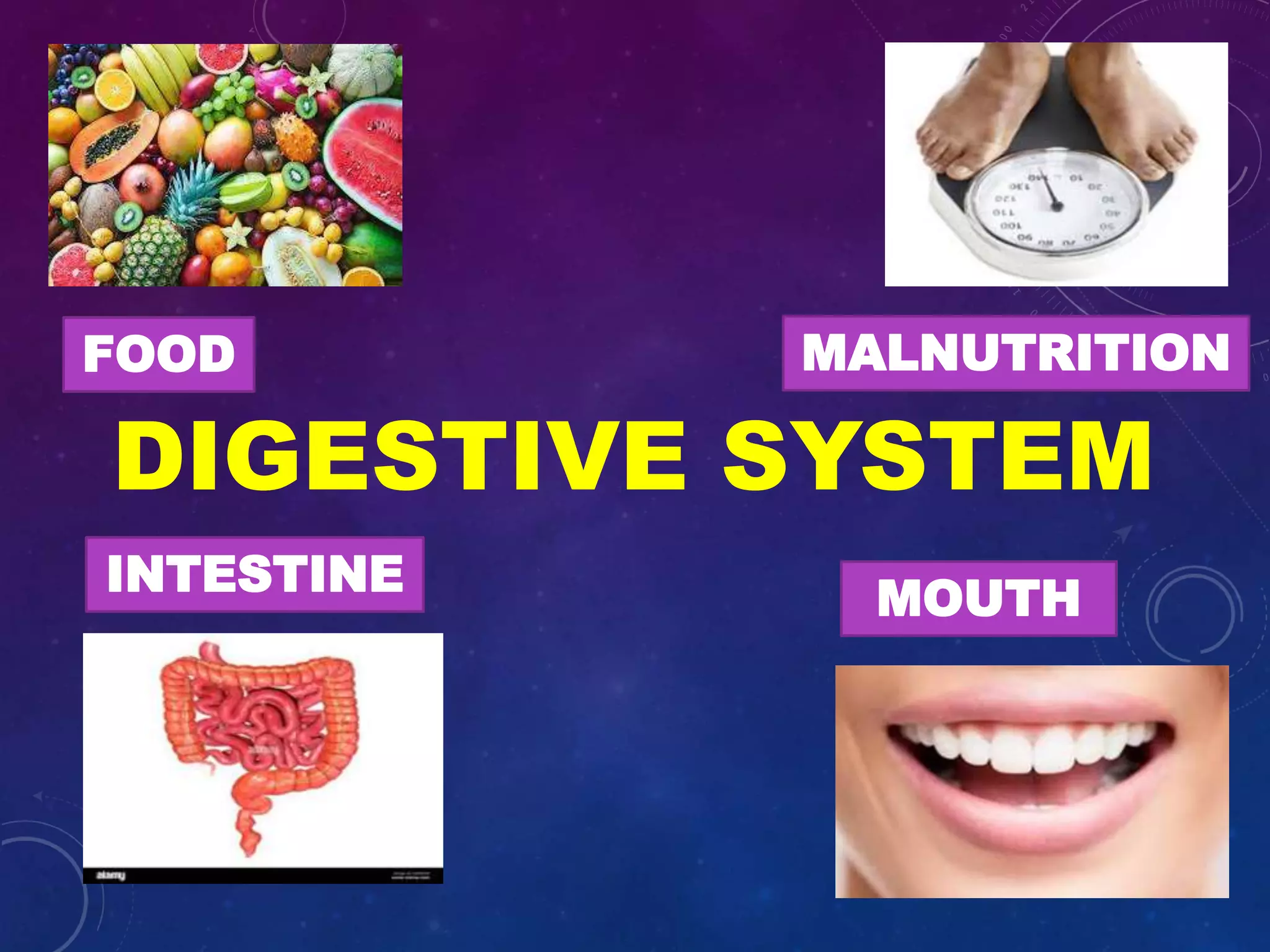 Digestive System.ppt | Digestive Disorders | Diseases and Conditions