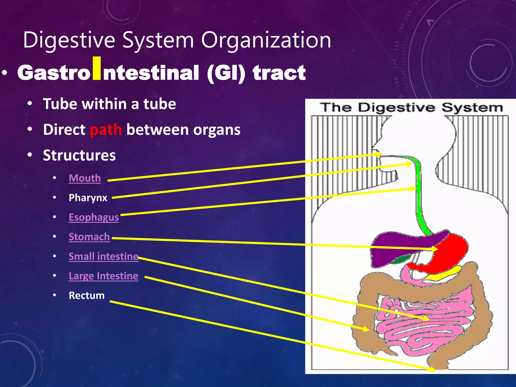Digestive System.ppt