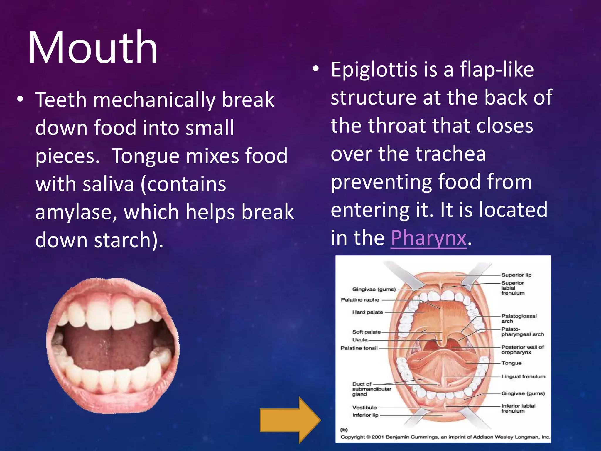 Digestive System.ppt