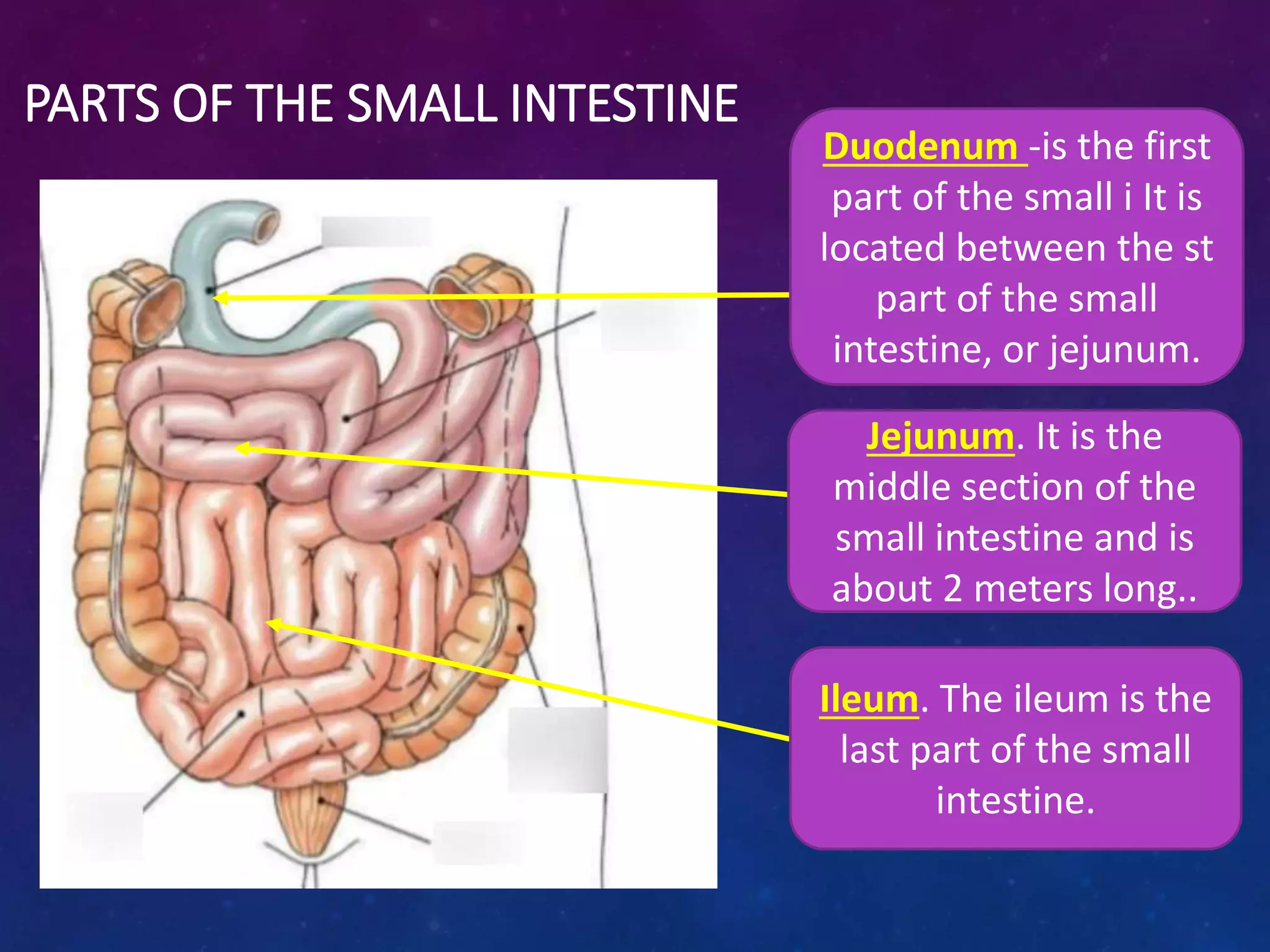 Digestive System.ppt