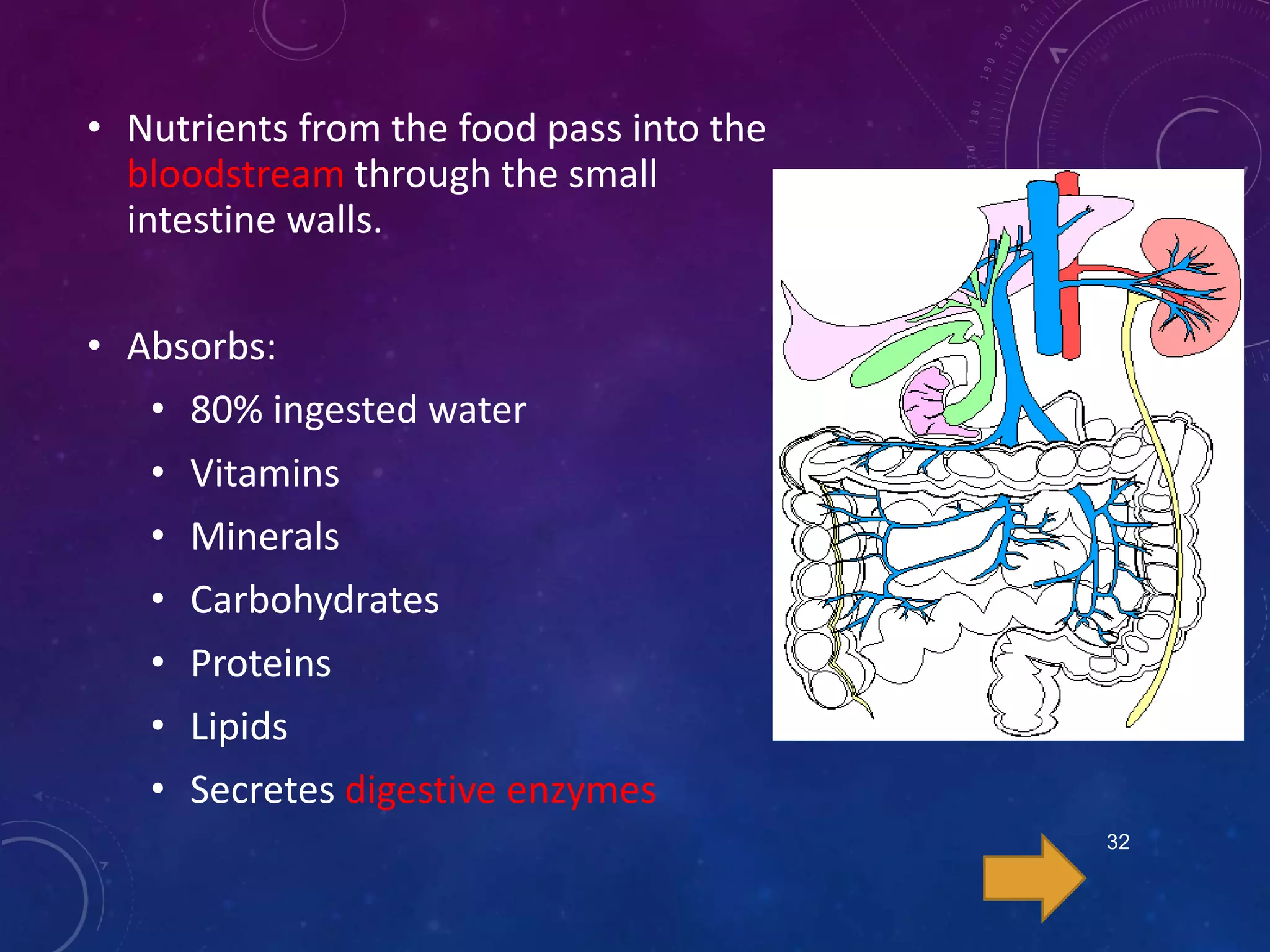 Digestive System.ppt