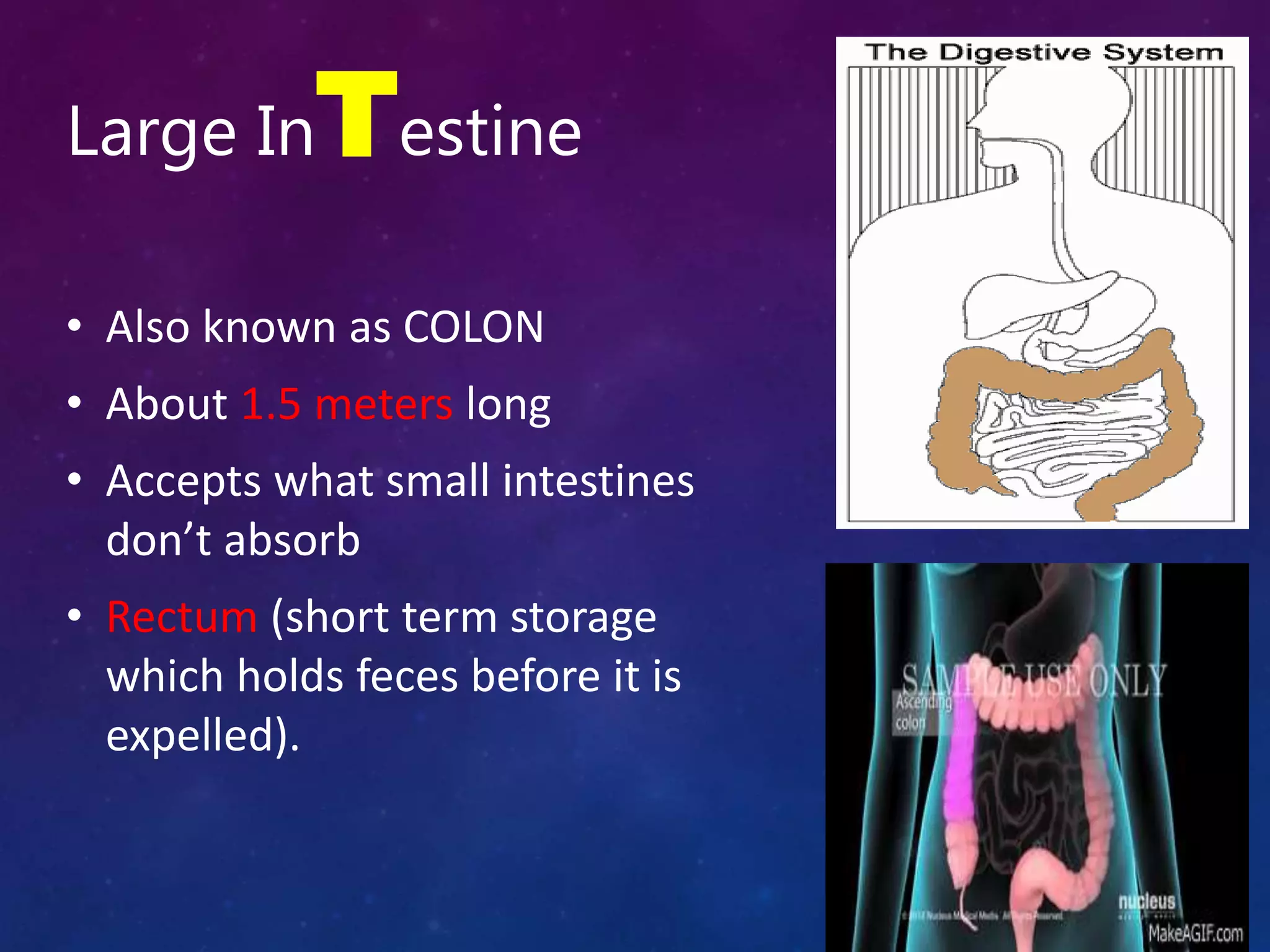 Digestive System.ppt