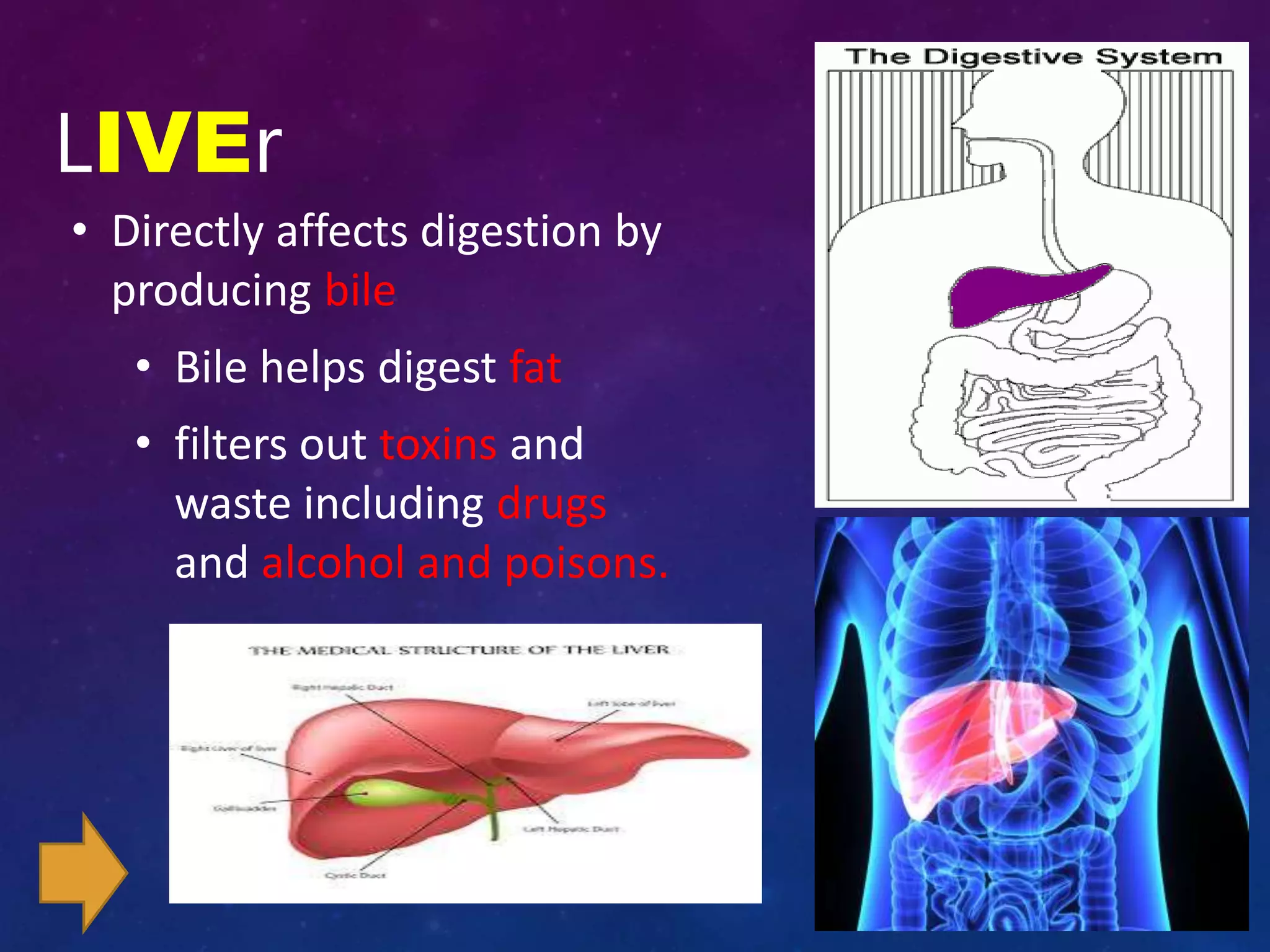 Digestive System.ppt