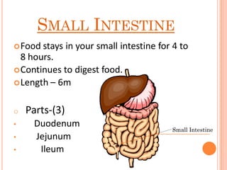 digestive system .pdf