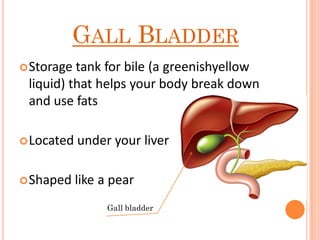 digestive system .pdf