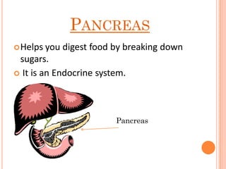 digestive system .pdf