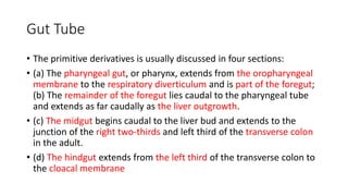Digestive System.pptx