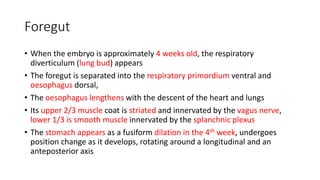 Digestive System.pptx