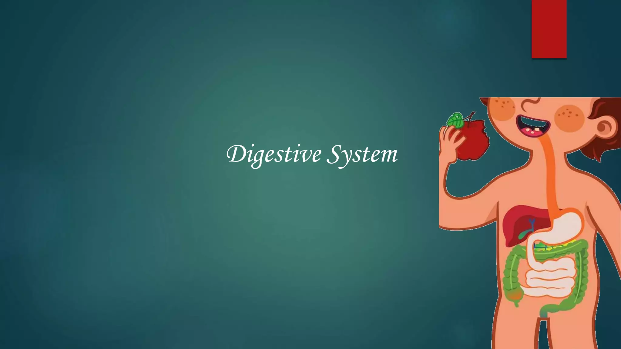 Digestive system.pptx