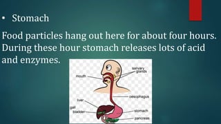 Digestive system.pptx